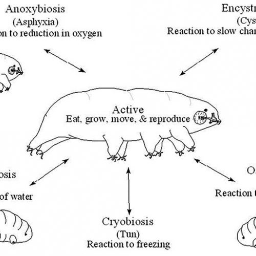 Tardigrades - Encyclopedia of Arkansas