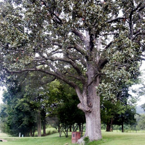 Trees - Encyclopedia of Arkansas