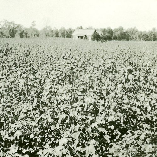 Sharecropping and Tenant Farming - Encyclopedia of Arkansas