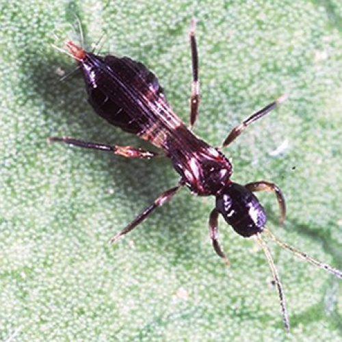 Thrips - Encyclopedia of Arkansas