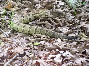 Timber Rattler - Encyclopedia of Arkansas