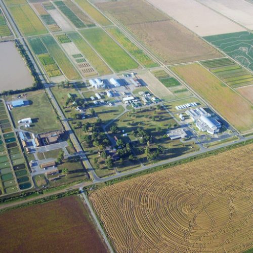 Rice Industry - Encyclopedia of Arkansas