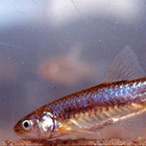 Southern Cavefish - Encyclopedia of Arkansas