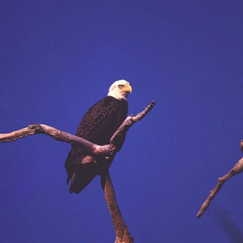 Endangered, Threatened, and Rare Species - Encyclopedia of Arkansas
