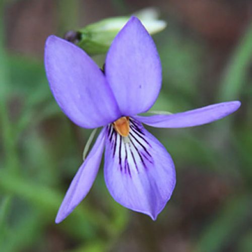 Wildflowers - Encyclopedia of Arkansas