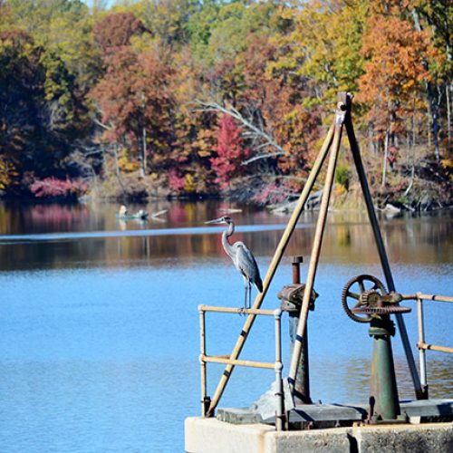 Birds - Encyclopedia of Arkansas