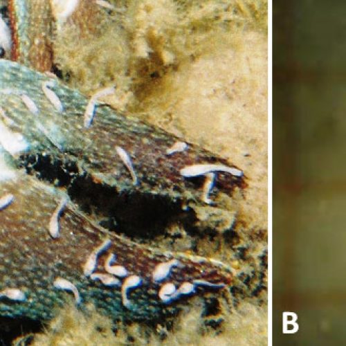 Branchiobdellidans - Encyclopedia of Arkansas