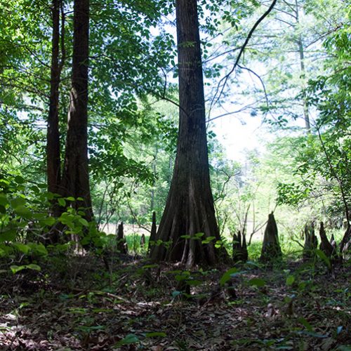 Arkansas System of Natural Areas - Encyclopedia of Arkansas