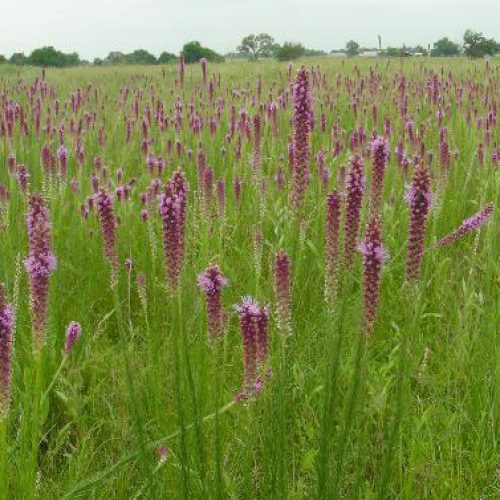 Arkansas System of Natural Areas - Encyclopedia of Arkansas