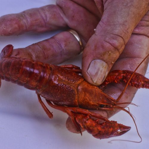 Food and Foodways - Encyclopedia of Arkansas