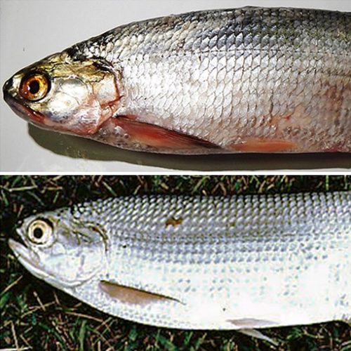 Goldeyes and Mooneyes - Encyclopedia of Arkansas