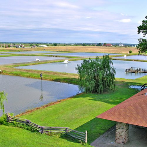 Aquaculture - Encyclopedia of Arkansas