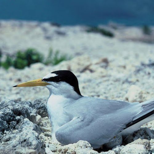Endangered, Threatened, and Rare Species - Encyclopedia of Arkansas