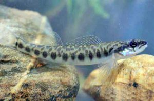 Leopard Darter - Encyclopedia of Arkansas
