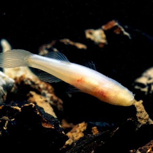 Cave Fishes - Encyclopedia of Arkansas