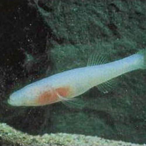 Cave Fishes - Encyclopedia of Arkansas