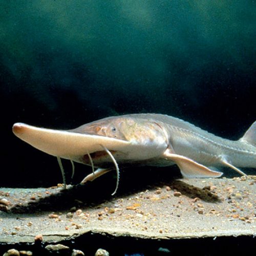Endangered, Threatened, and Rare Species - Encyclopedia of Arkansas