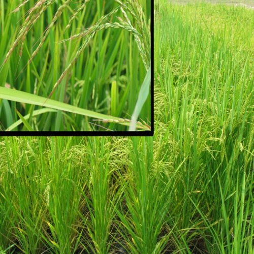 Rice Industry - Encyclopedia of Arkansas