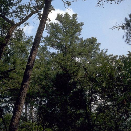 Trees - Encyclopedia of Arkansas