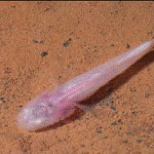 Cave Fishes - Encyclopedia of Arkansas