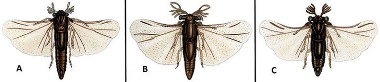 Twisted-wing Parasites - Encyclopedia of Arkansas