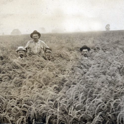 Rice Industry - Encyclopedia of Arkansas