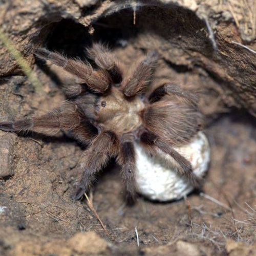 Arachnids - Encyclopedia of Arkansas