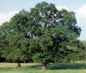 T. Texas Tyler Tree - Encyclopedia of Arkansas