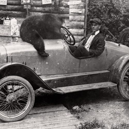 Black Bears - Encyclopedia of Arkansas